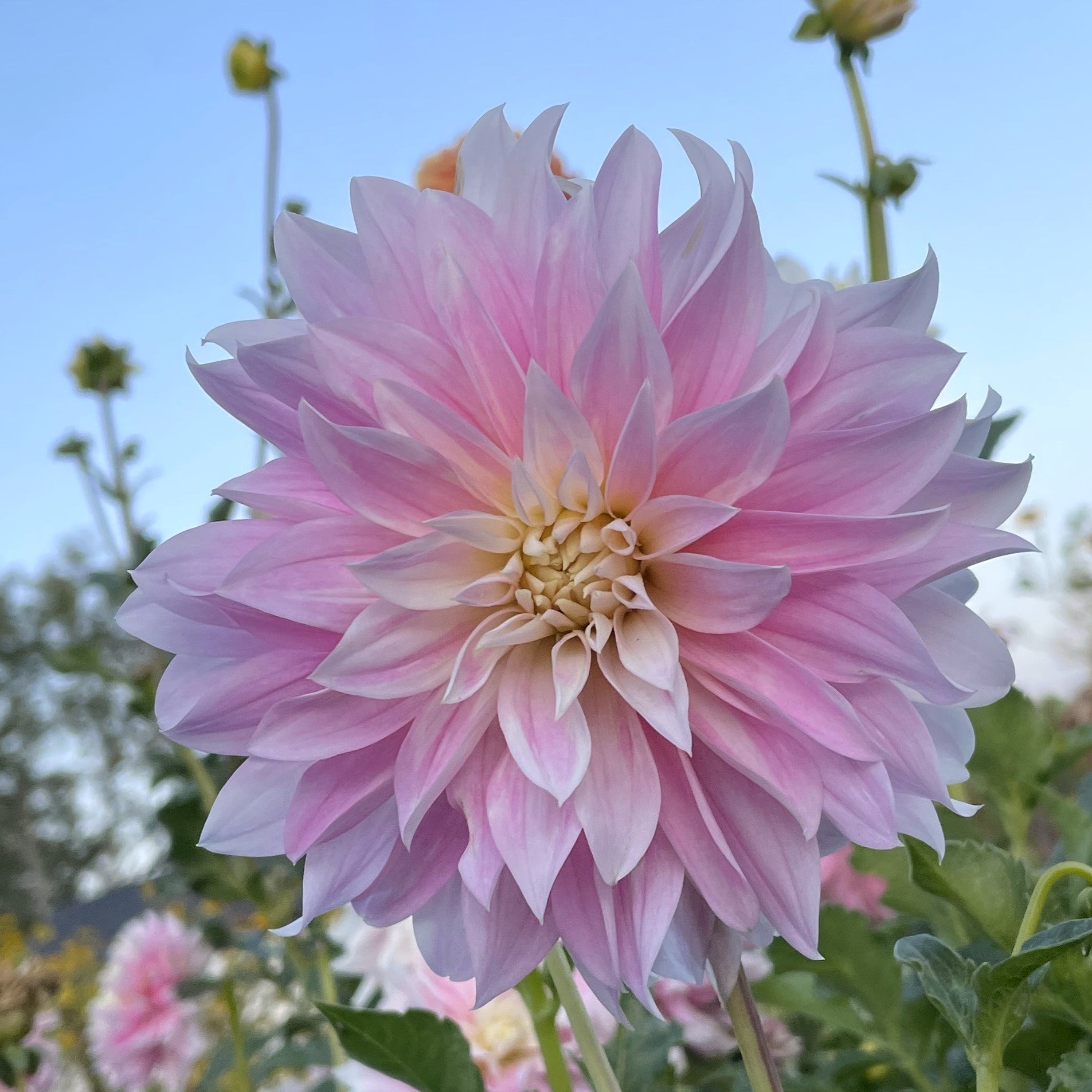 Products – Blossom Hill Gardens