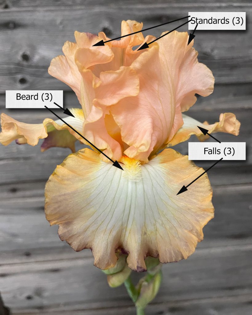 Iris Growing Information - Blossom Hill Gardens